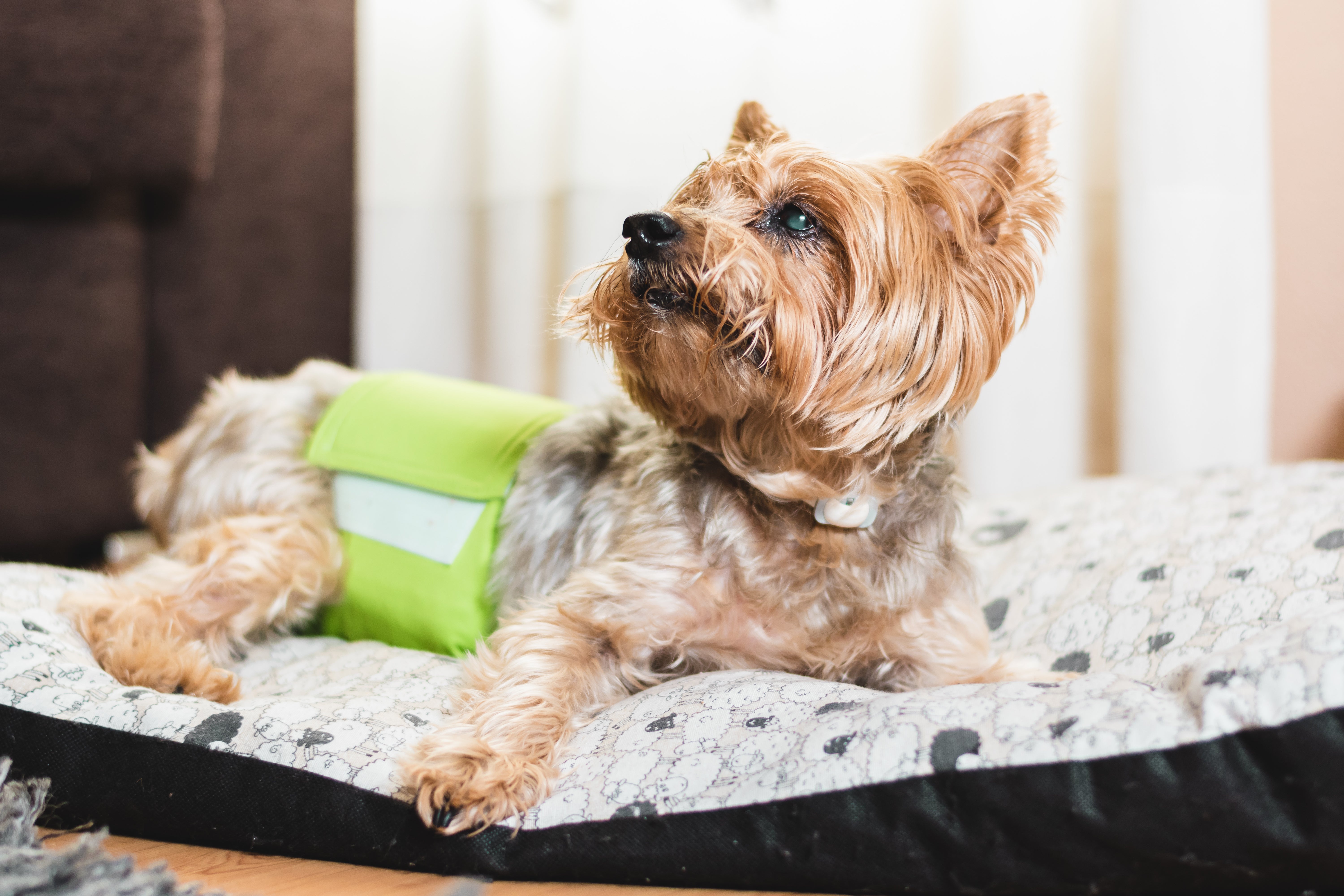 How Often Should You Change Your Dog’s Diaper? Complete Care Guide ...